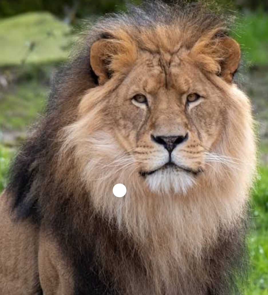 UPDATED: TRAGEDY As OAU Staff Loses Life To Severe Lion Attacks (INSIDE ...